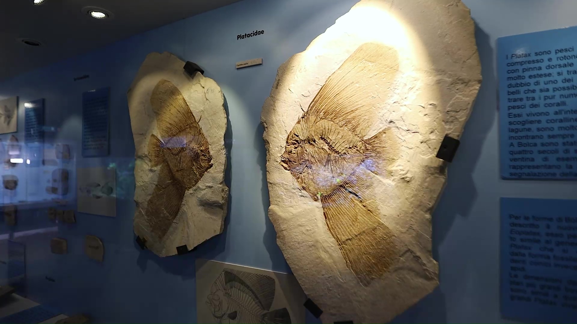 Il fascino dei fossili di Bolca - Telepace